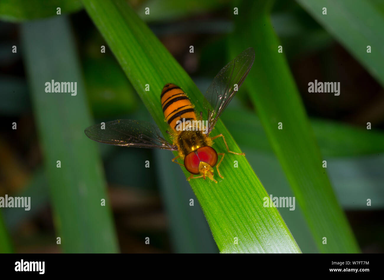 flower fly with blue eyes Stock Photo - Alamy