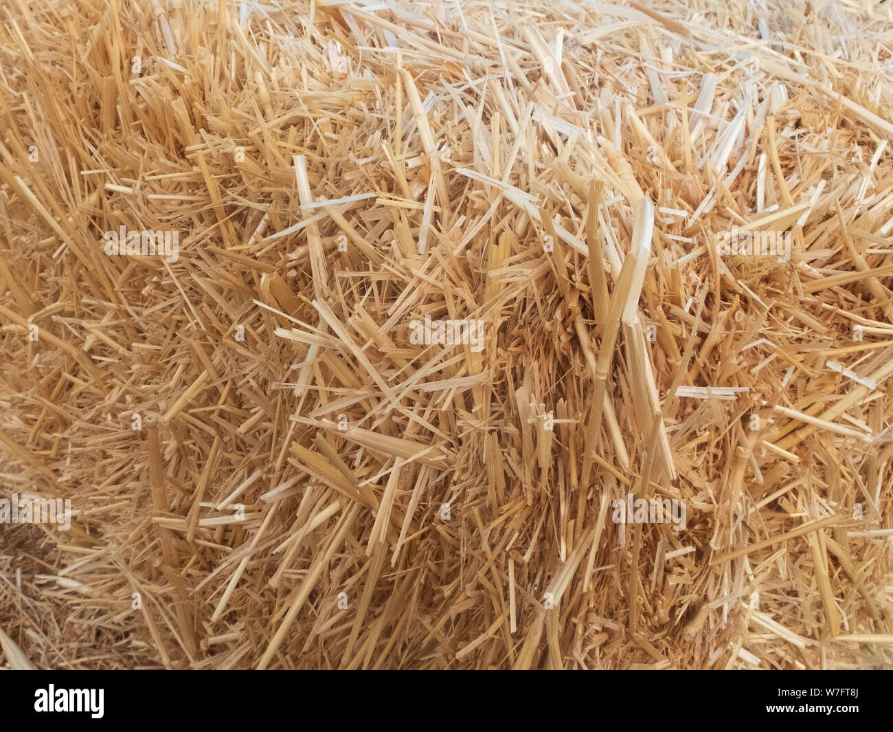 Stacks of dry straw. Piled straw haystacks. Natural dry straw texture ...
