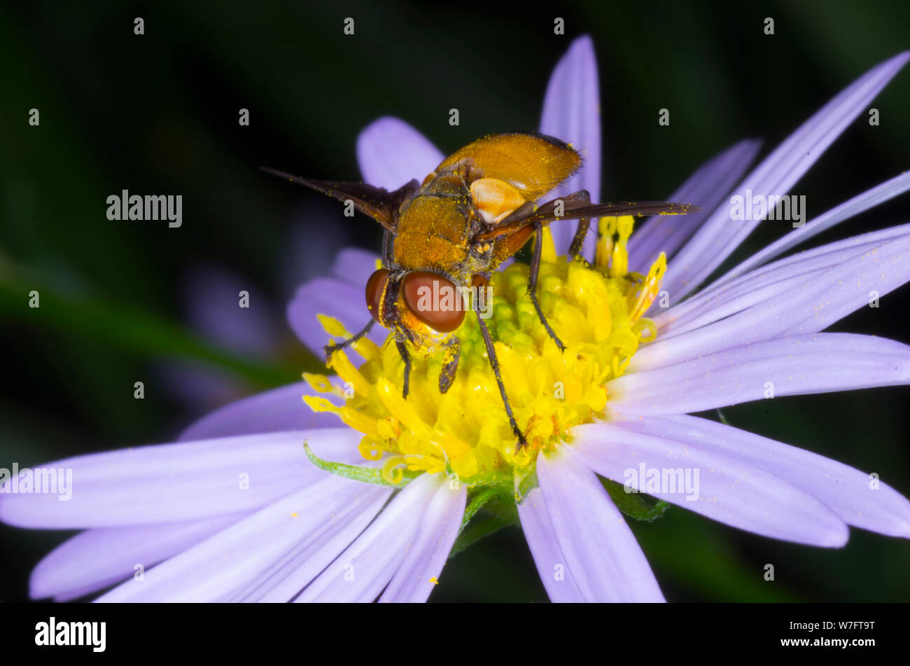Violet daisy flower hi-res stock photography and images - Alamy