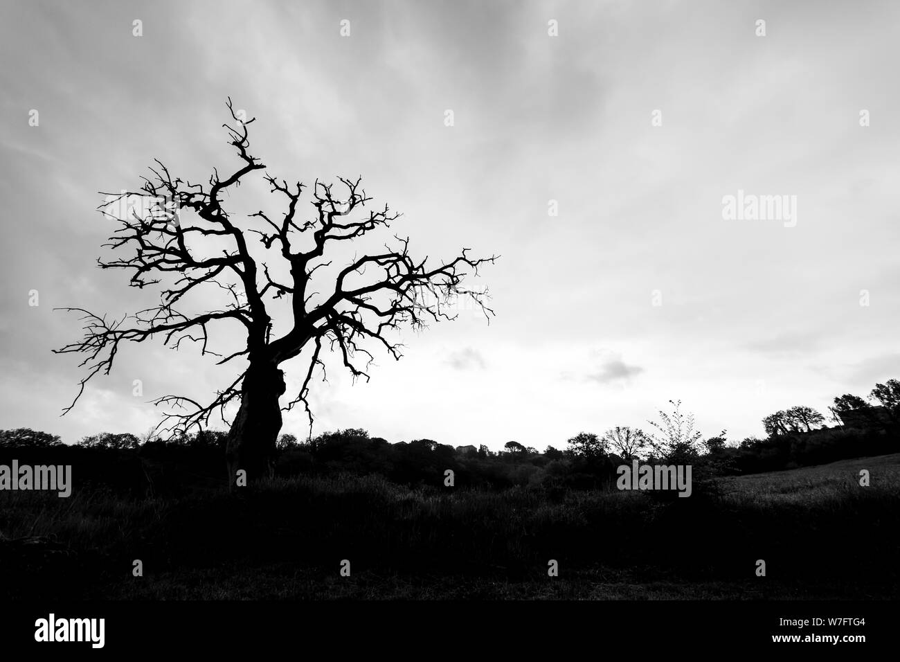 A bare tree stands on the left side - Black and White image Stock Photo ...