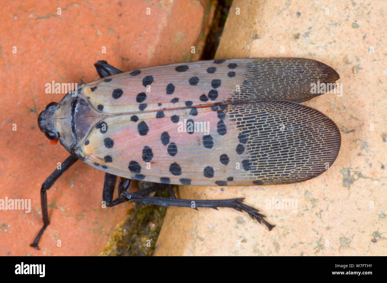 black spotted cicada insects Stock Photo - Alamy