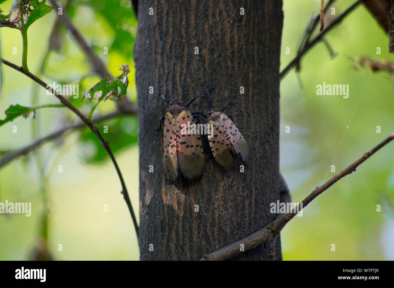 Cicada insects hi-res stock photography and images - Alamy