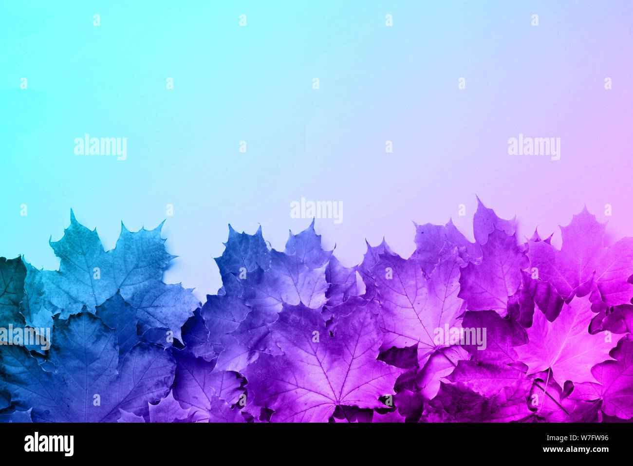 Colorful autumn leaves on neon background with copy space. Cozy fall ...