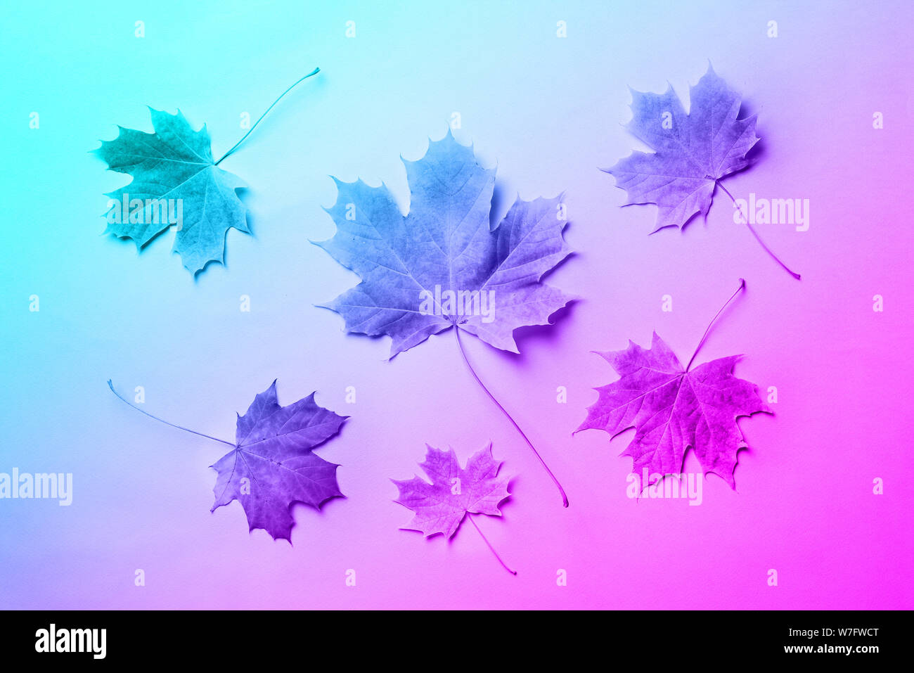Autumn leaves on neon background with copy space. Autumn concept. Sunny ...