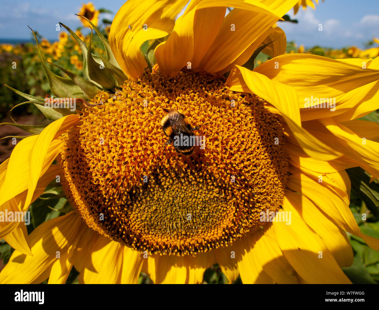 Covered in pollen bee butterfly hi-res stock photography and images - Alamy