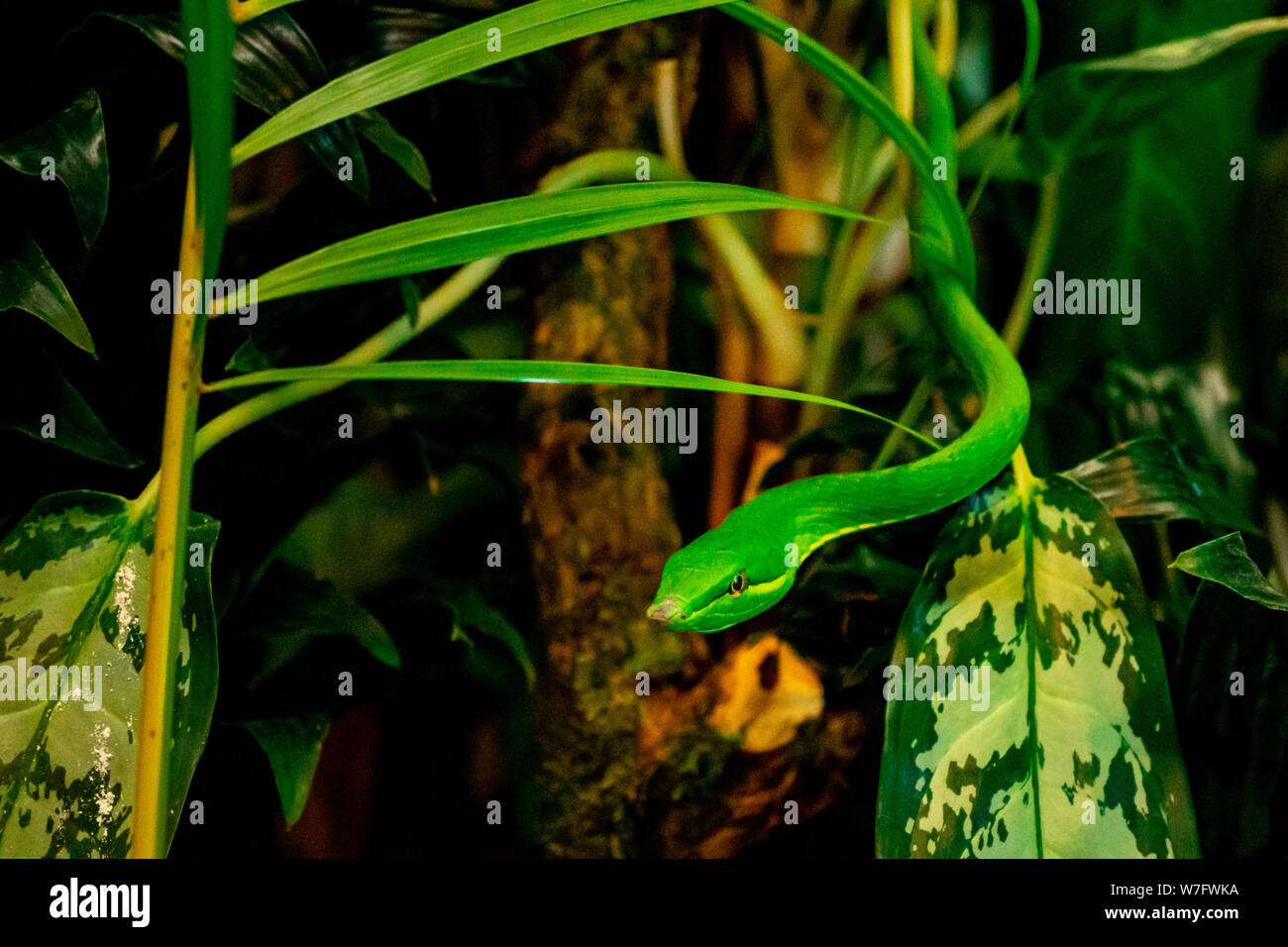 Tropical rainforest snake hi-res stock photography and images - Alamy