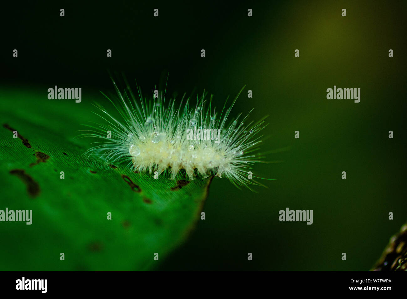 Rainforest caterpillar hi-res stock photography and images - Alamy