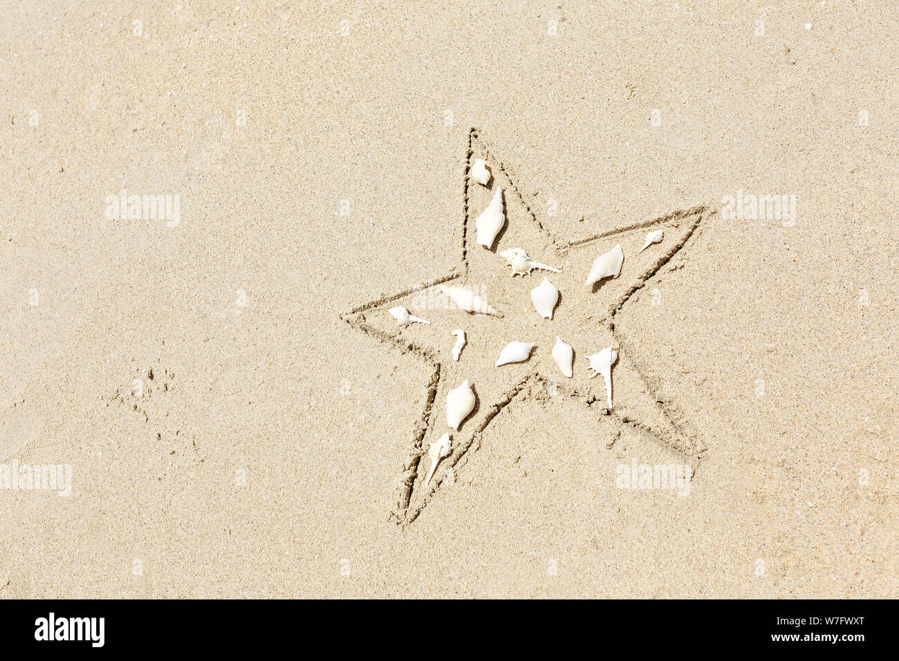 Shell star image on the sand summer day. Creative top view. Copy space ...