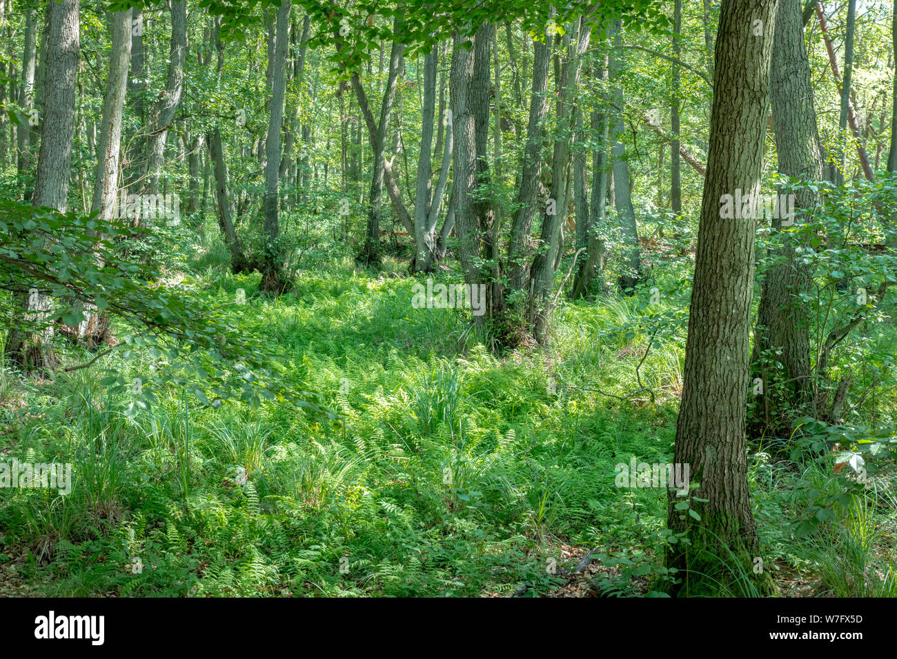 Fern leaves back lit hi-res stock photography and images - Alamy