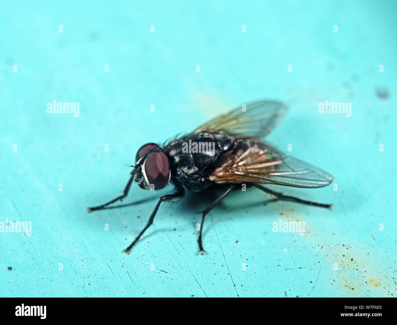 Macro Photography of Housefly on Light Blue Floor Stock Photo - Alamy