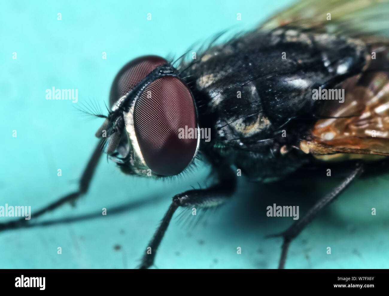 Macro Photography of Housefly on Light Blue Floor Stock Photo - Alamy