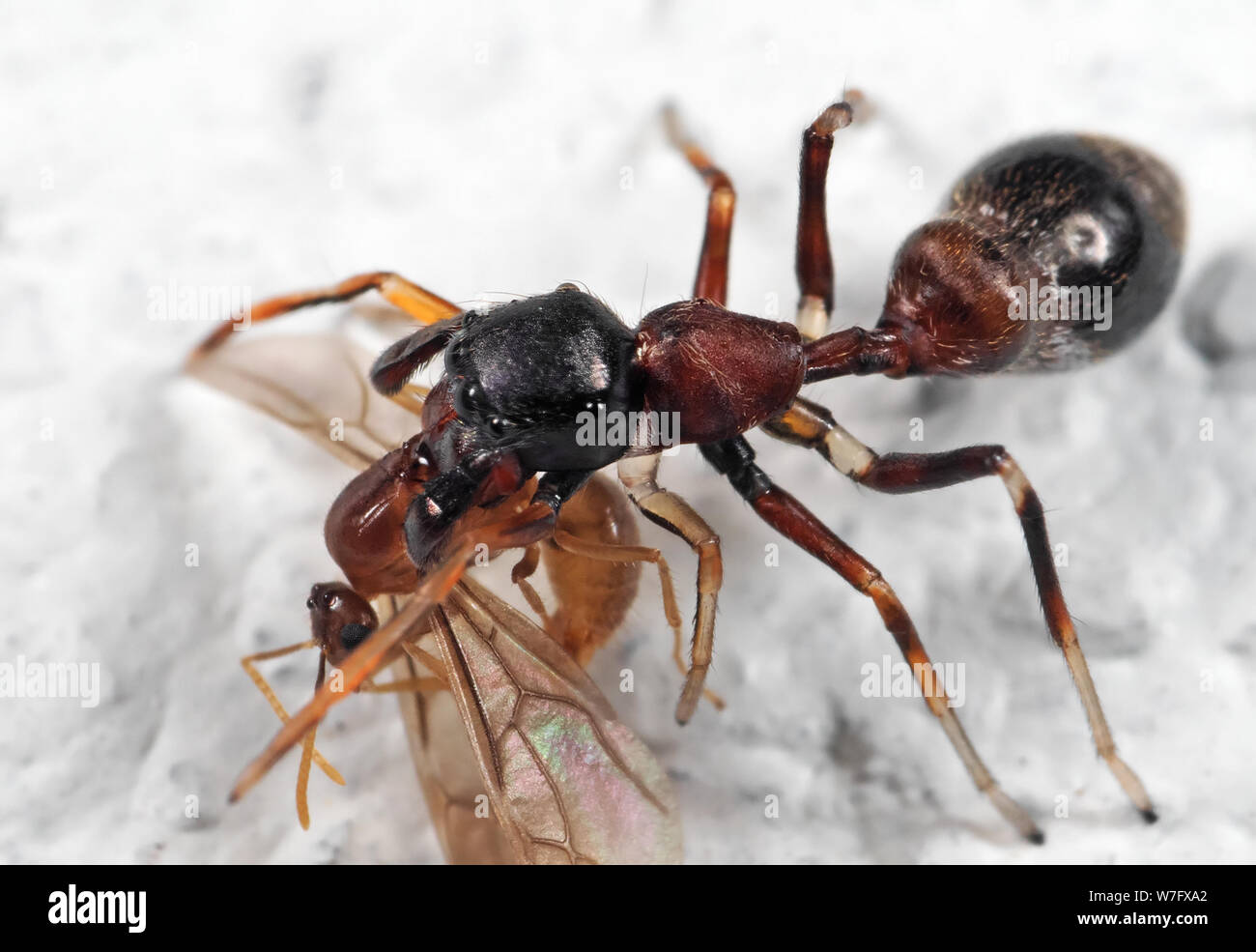 Jumping Spider Eating Ant Is It Okay If My Jumping Spider Ate An Ant?