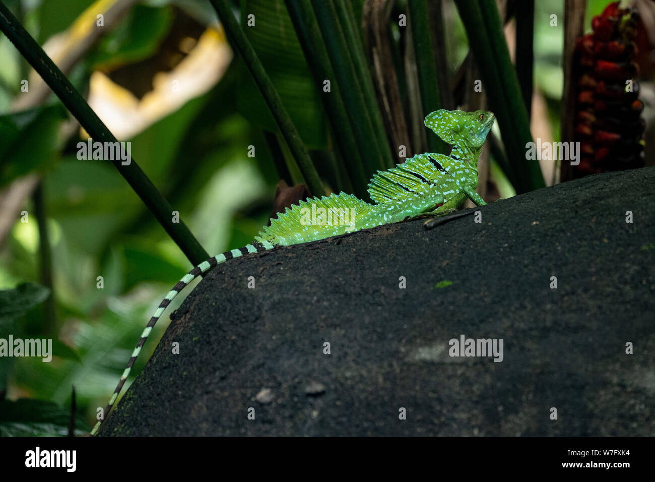 Green Basilisk Lizard Basiliscus plumifrons Stock Photo - Alamy
