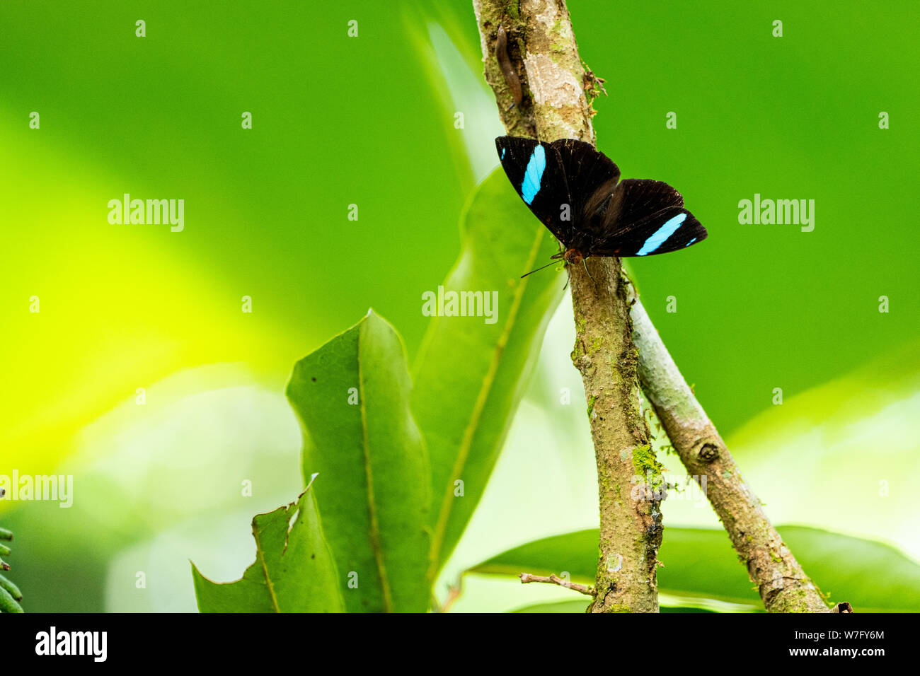 Americas butterfly hi-res stock photography and images - Alamy