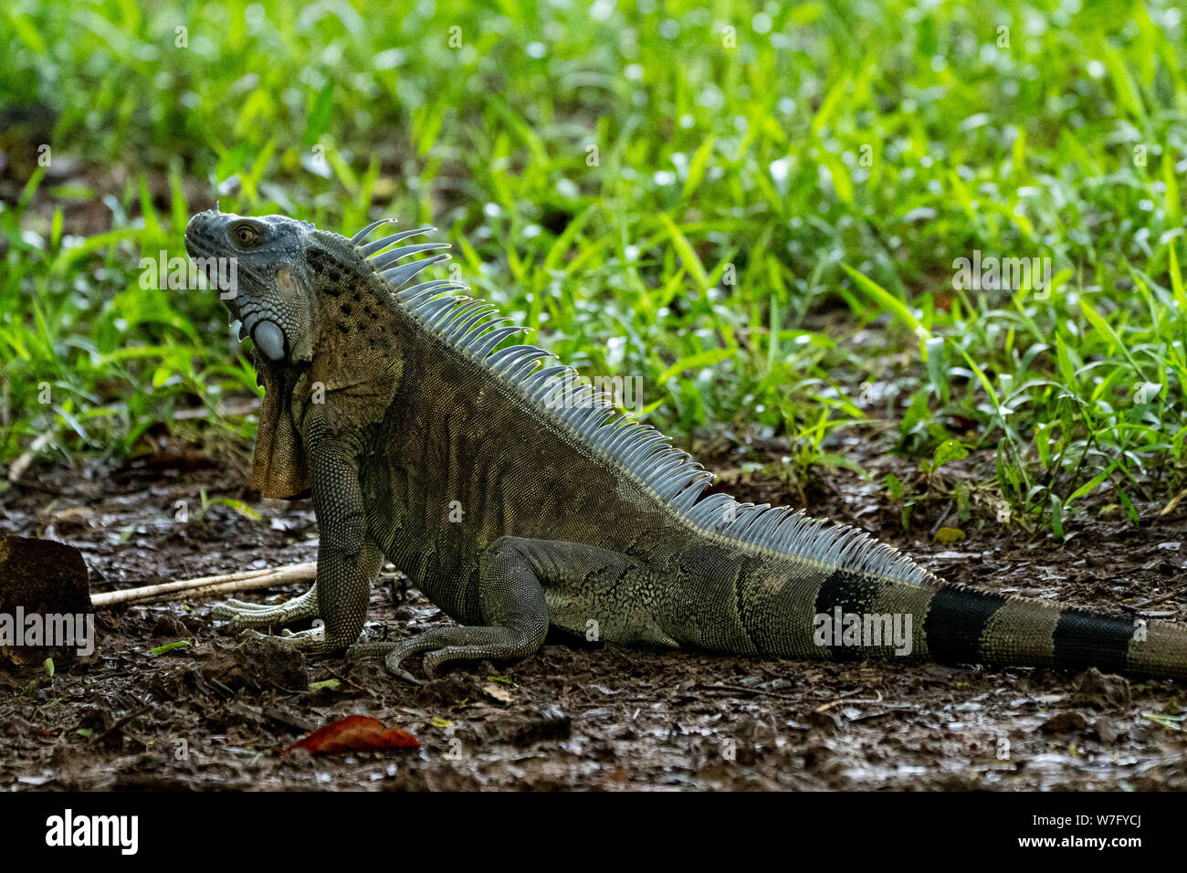 Tropical rainforest animals hi-res stock photography and images - Alamy