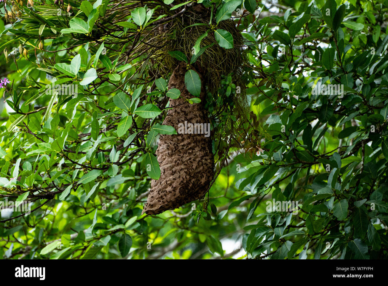 Ants nest on a tree in a rain forest Stock Photo - Alamy