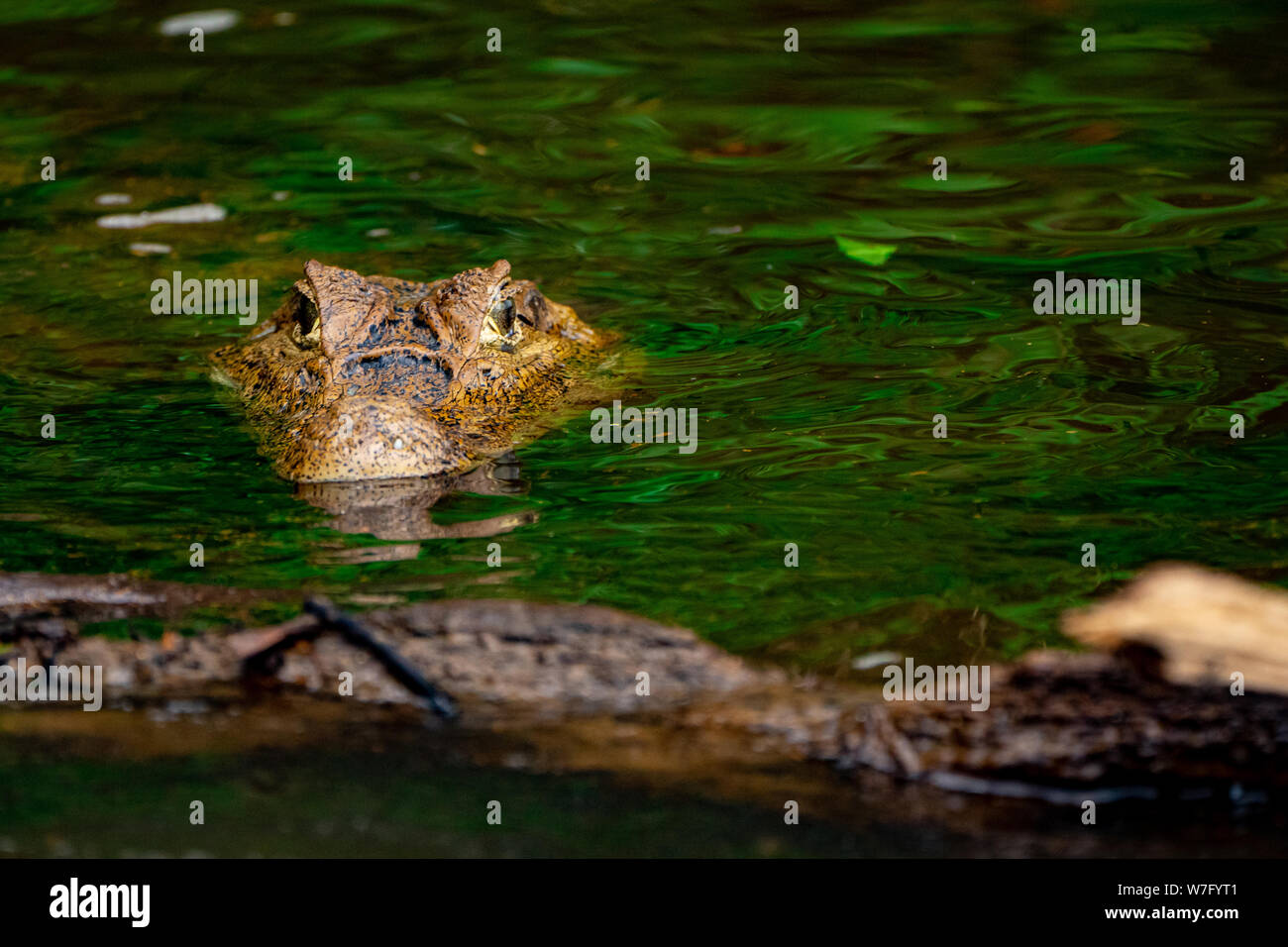 Rainforest caiman hi-res stock photography and images - Alamy
