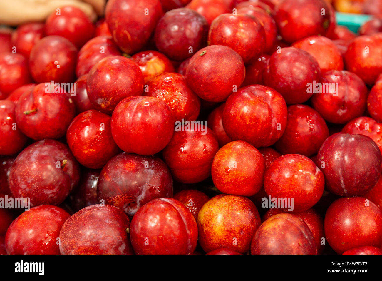 Plum harvest fresh red hi-res stock photography and images - Alamy
