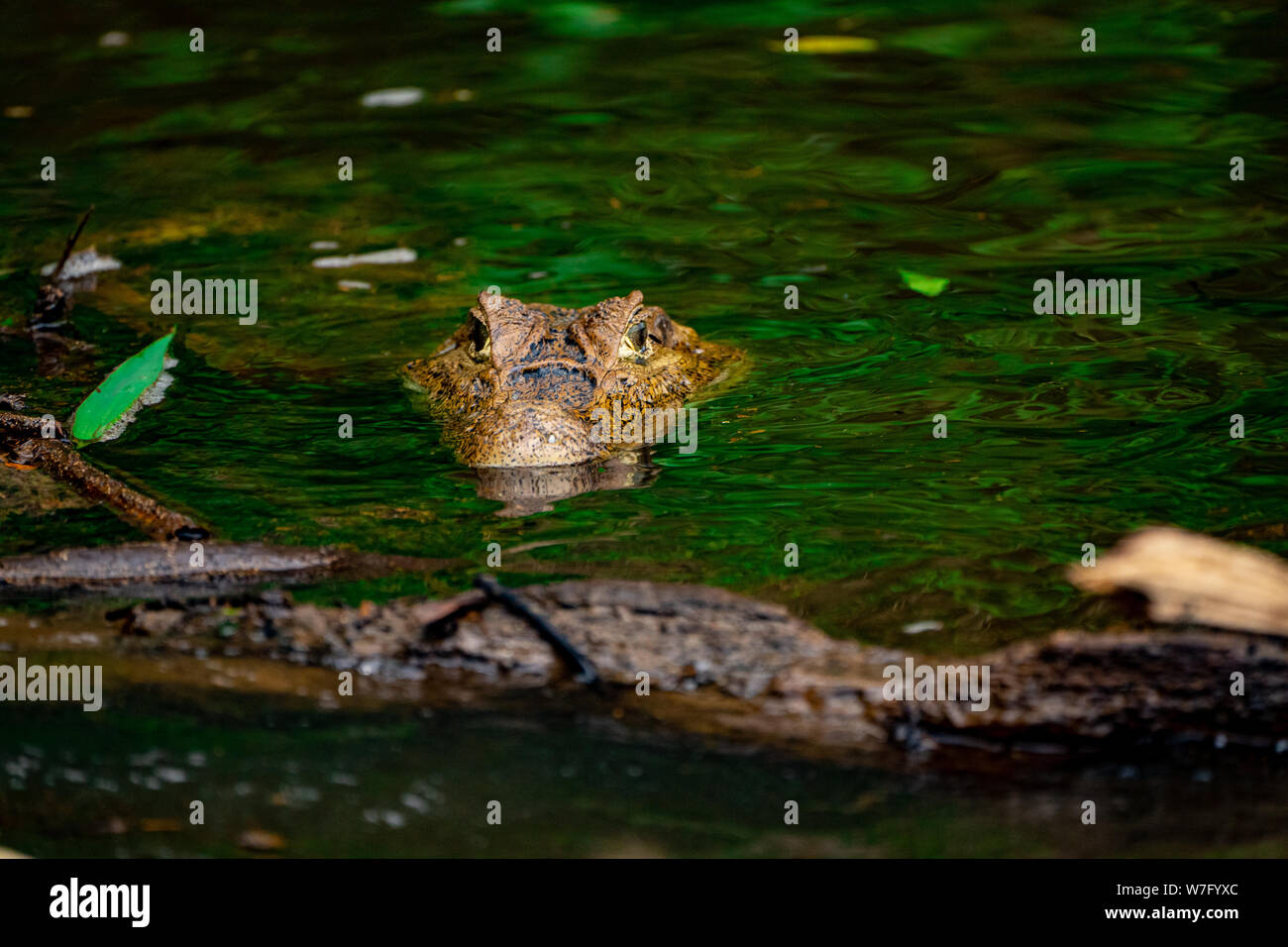 Central american caiman hi-res stock photography and images - Alamy