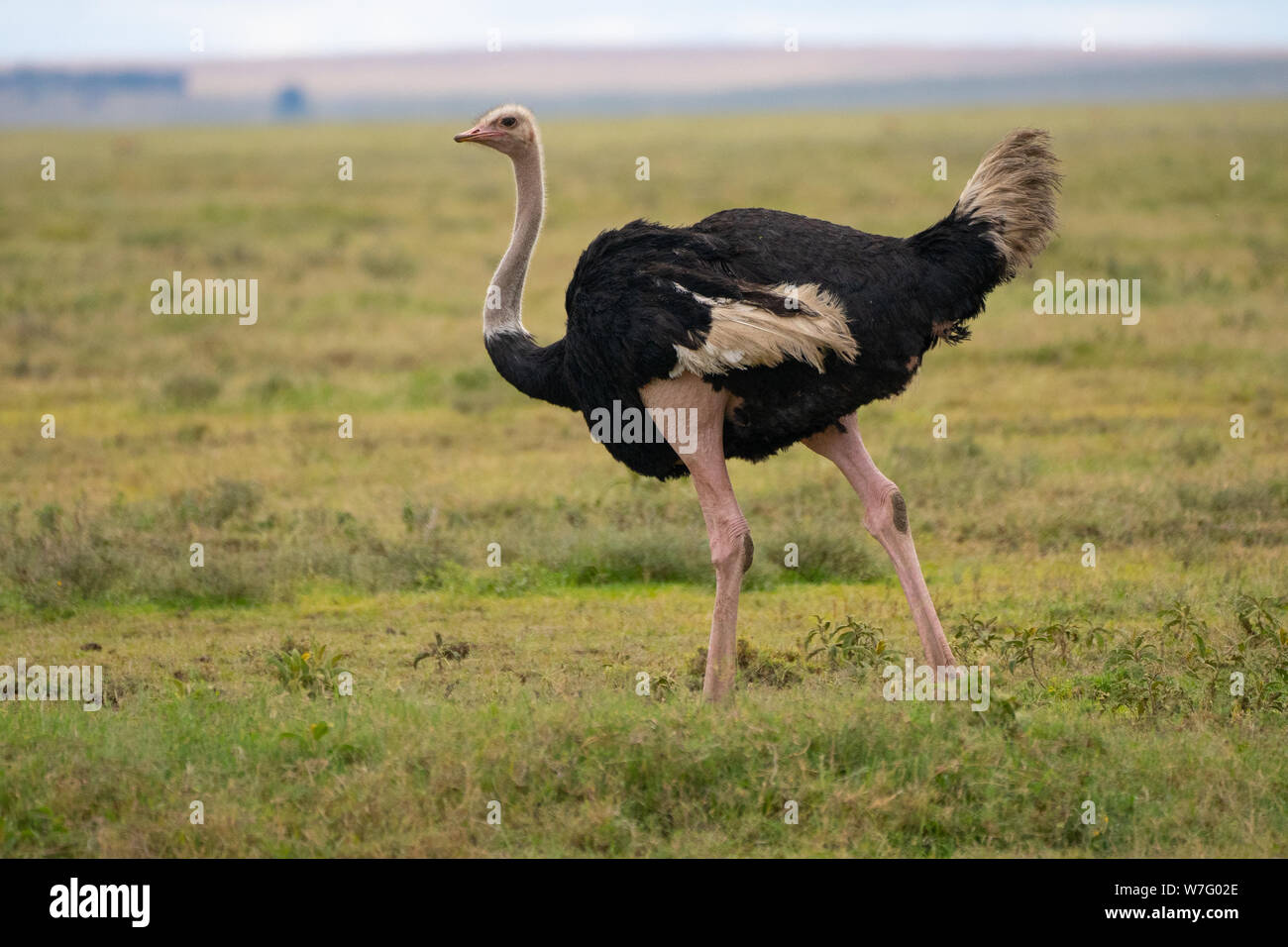 Close up full body view of a single ostrich (Struthio camelus ...