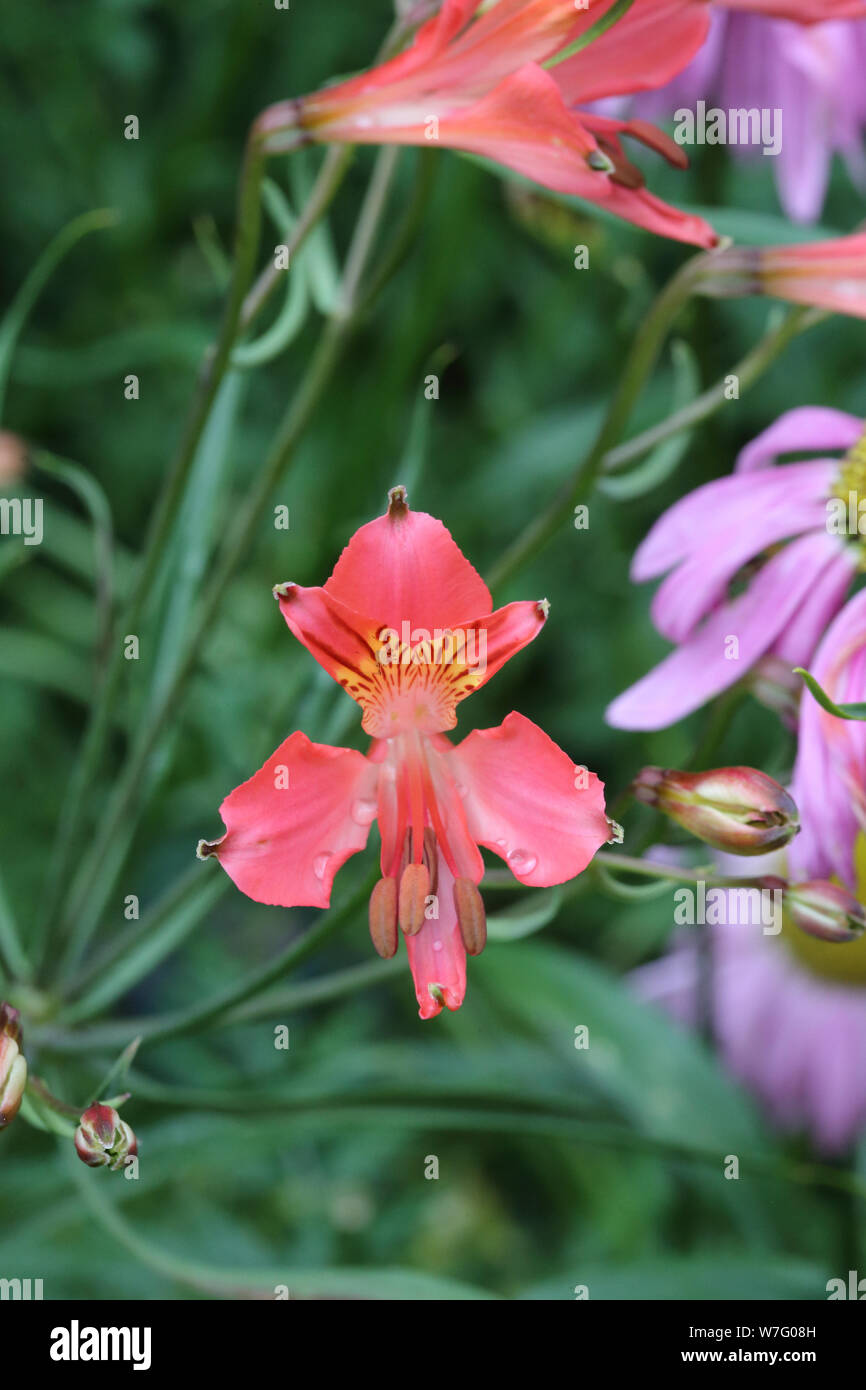 Open flower heads of a Alstoemeria plant Stock Photo - Alamy