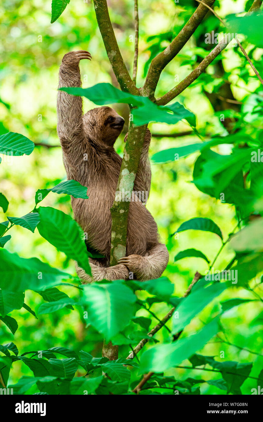 Jungle animals rainforest tropical hi-res stock photography and images ...