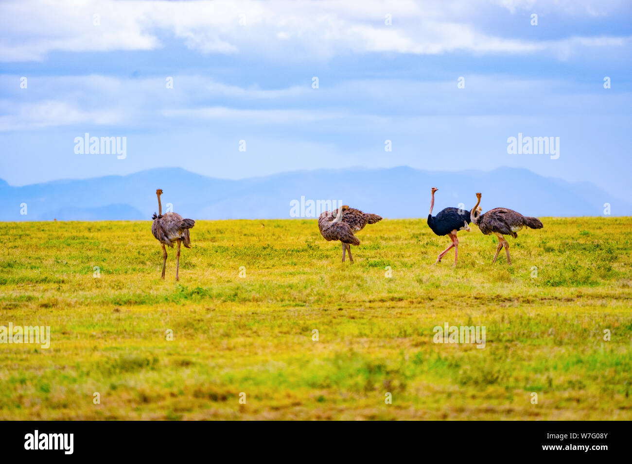 A flock of wild ostriches (Struthio camelus). This group consists of ...
