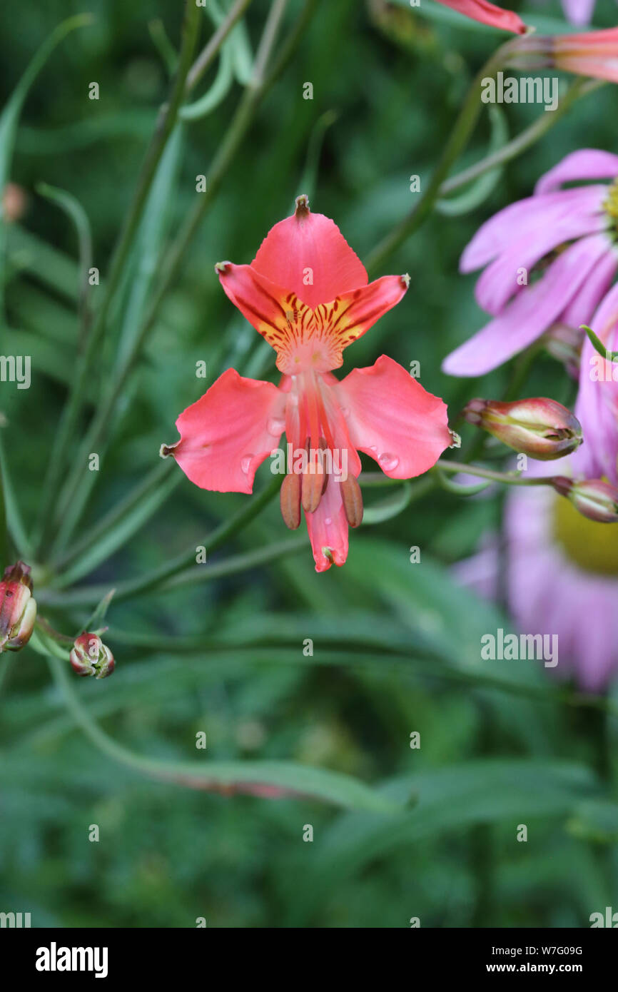 Open flower heads of a Alstoemeria plant Stock Photo - Alamy