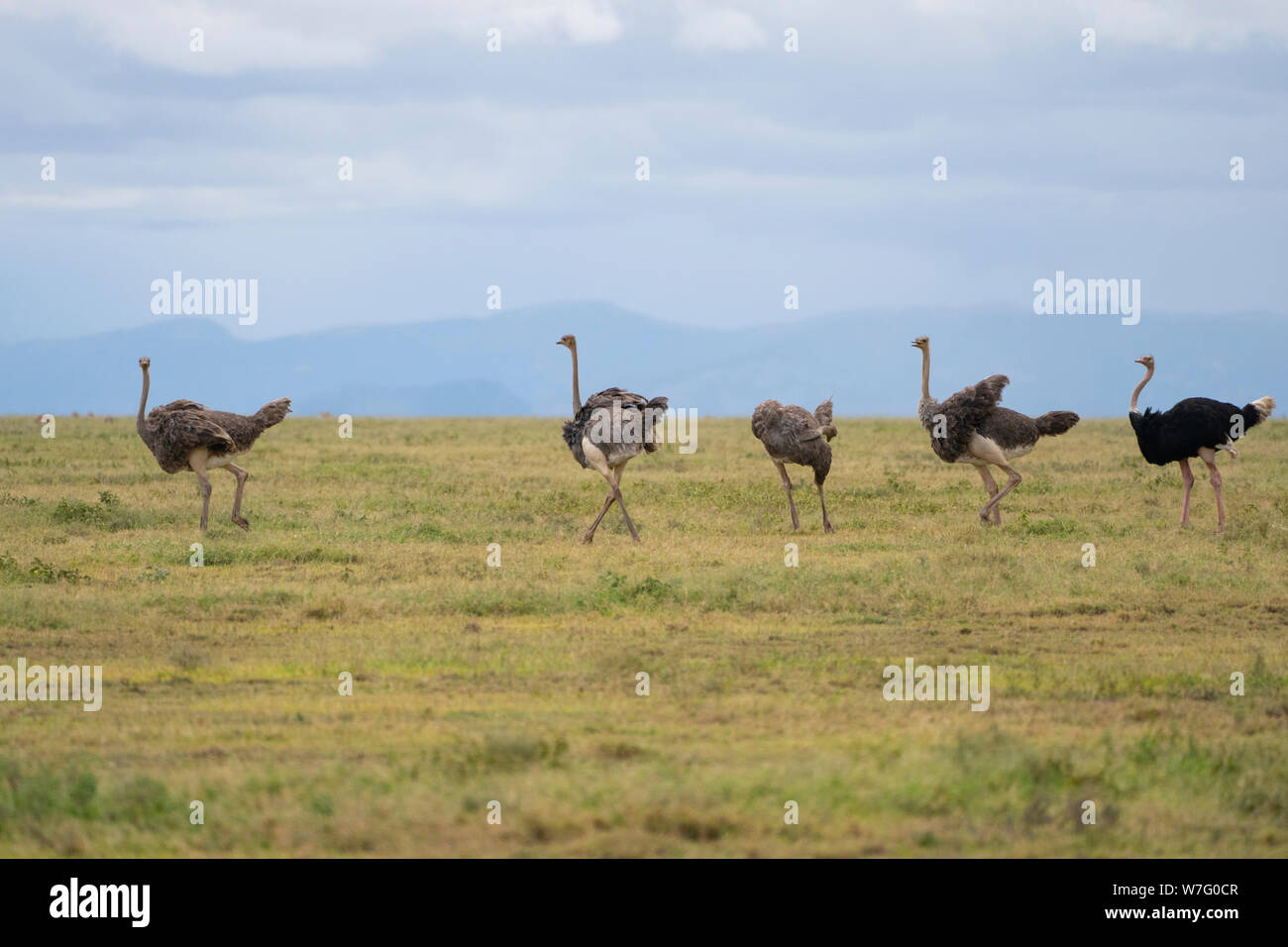 A flock of wild ostriches (Struthio camelus). This group consists of ...