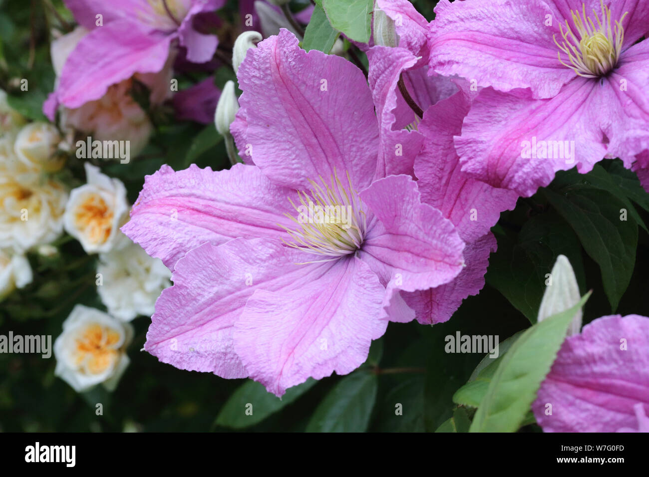 Open face of a clematis flower Stock Photo - Alamy