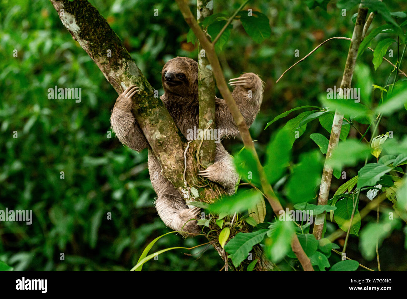Rainforest tropical sloth hi-res stock photography and images - Alamy