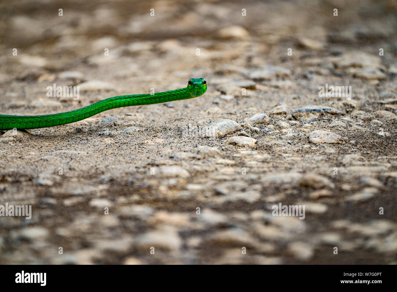 Tropical rainforest snake hi-res stock photography and images - Alamy
