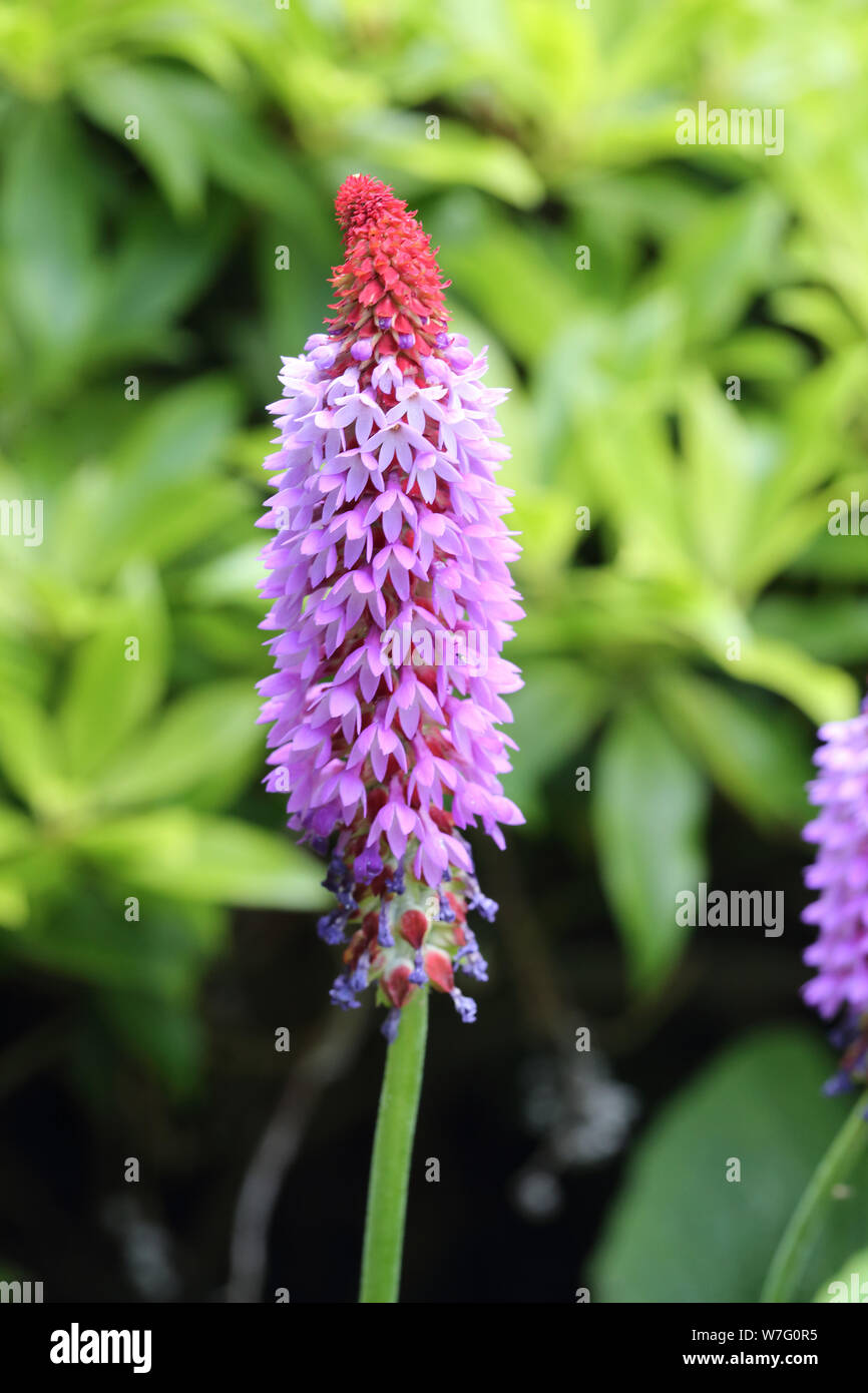 Flower spike of a Primula Vialii Stock Photo - Alamy
