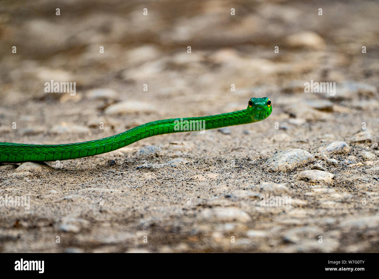 Tropical rainforest snake hi-res stock photography and images - Alamy