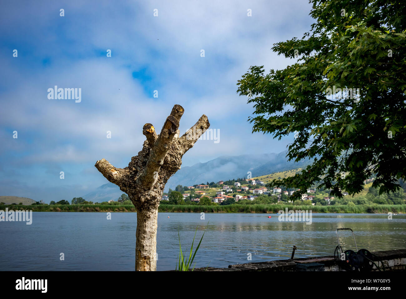 Branchless dead tree hi-res stock photography and images - Alamy