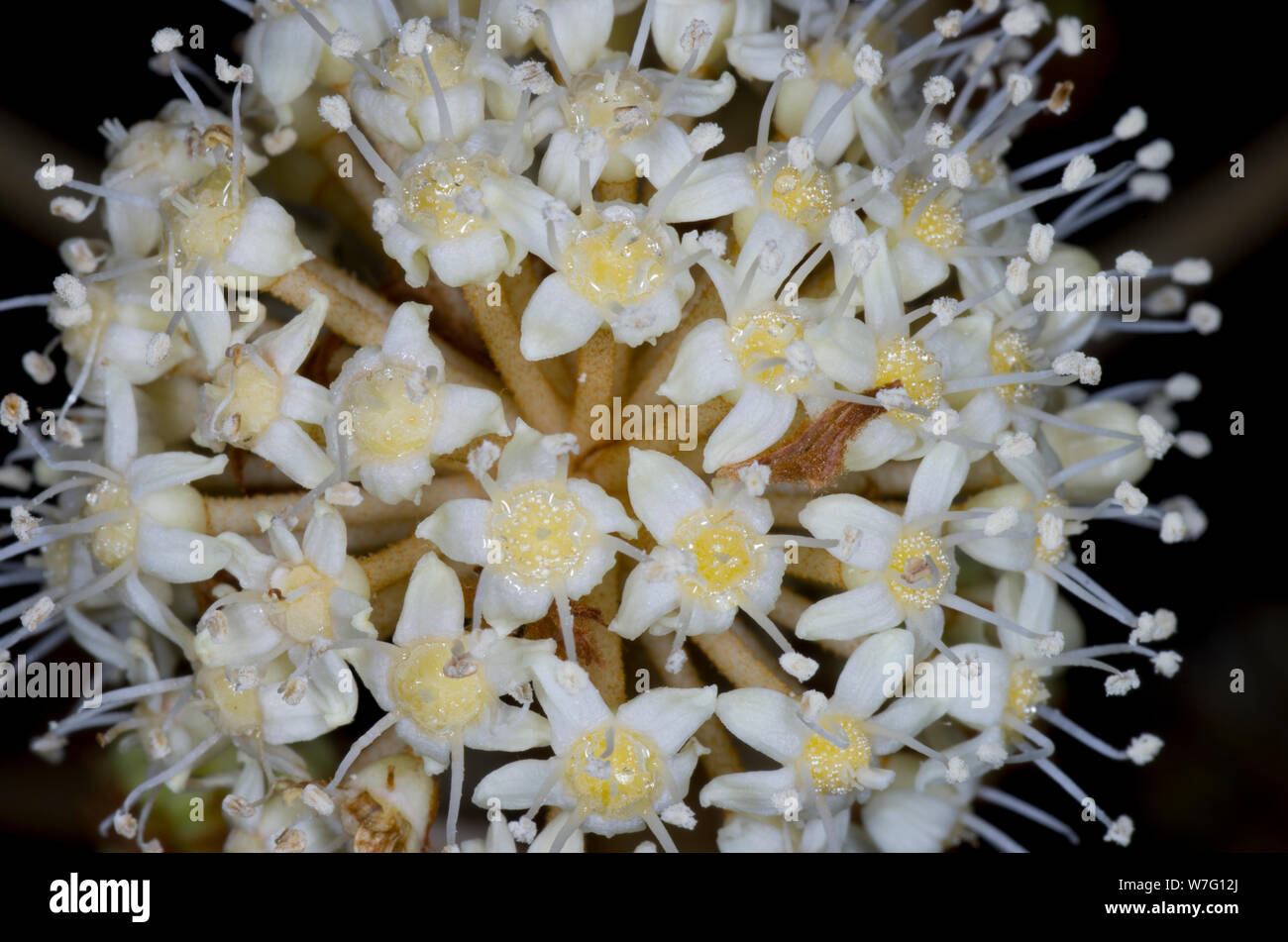 white blossom of Japanese aralia Stock Photo - Alamy