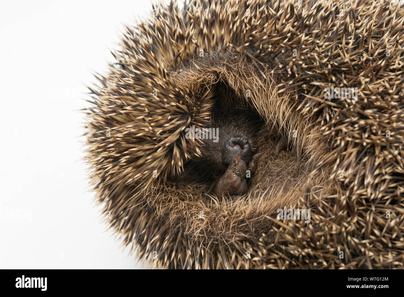 Hedgehog curled into a ball hi-res stock photography and images - Alamy