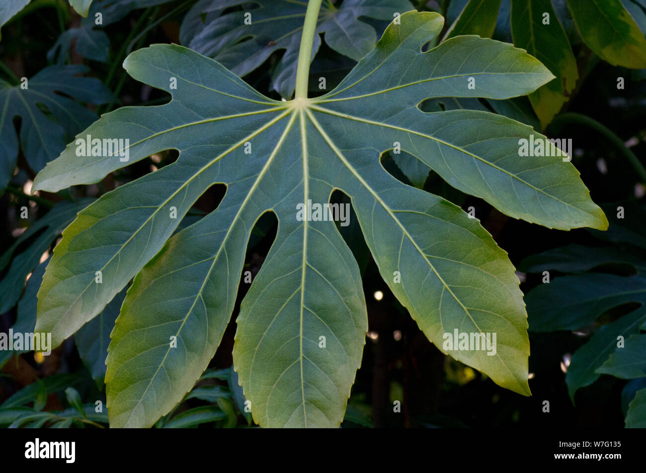 leaves of Japanese aralia tree Stock Photo - Alamy
