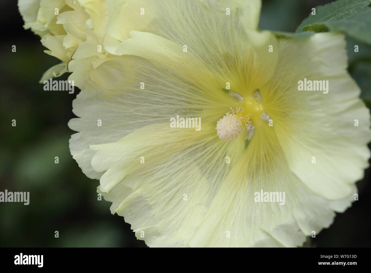 Cream coloured flowers hi-res stock photography and images - Alamy