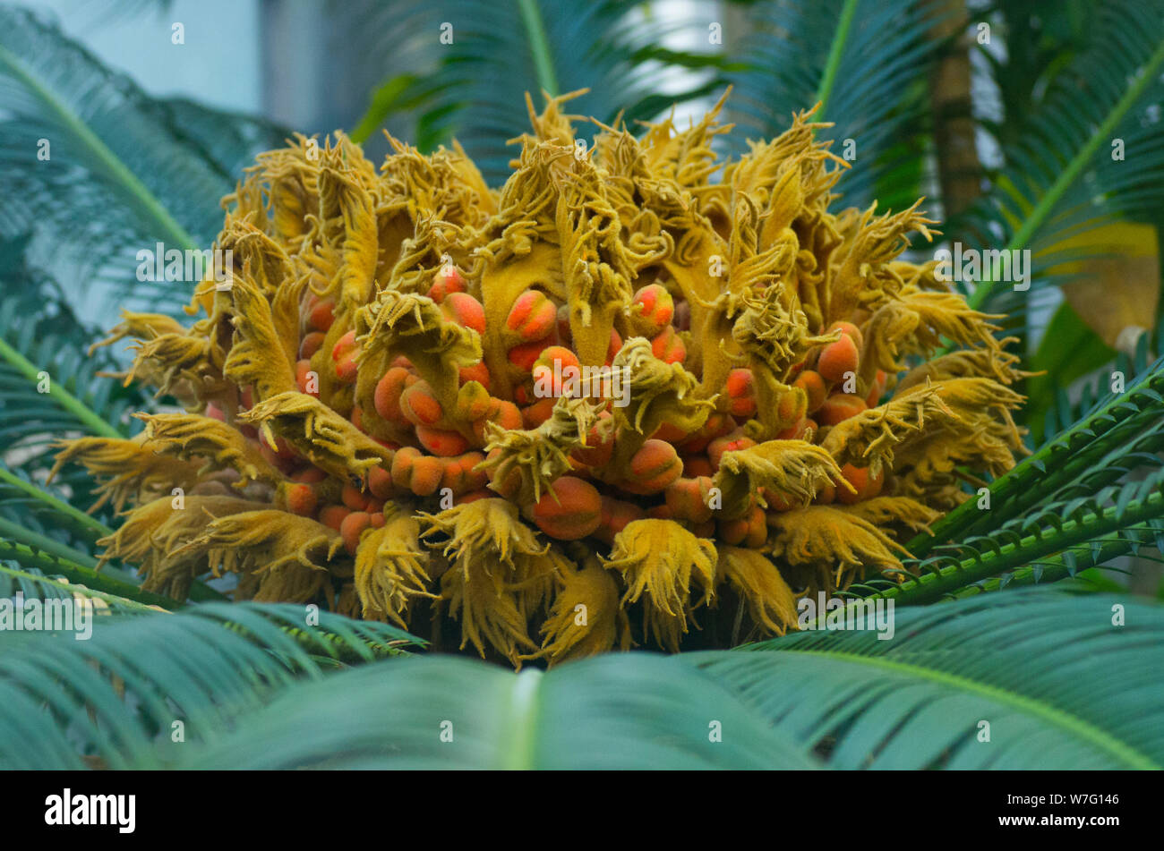 flowers of sago palm Stock Photo - Alamy