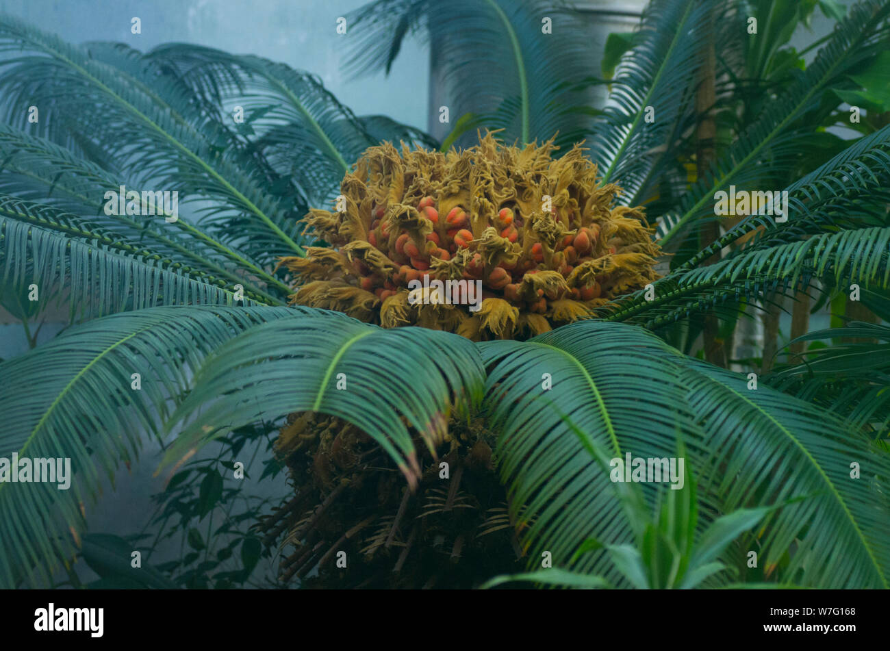 flowers of sago palm Stock Photo - Alamy