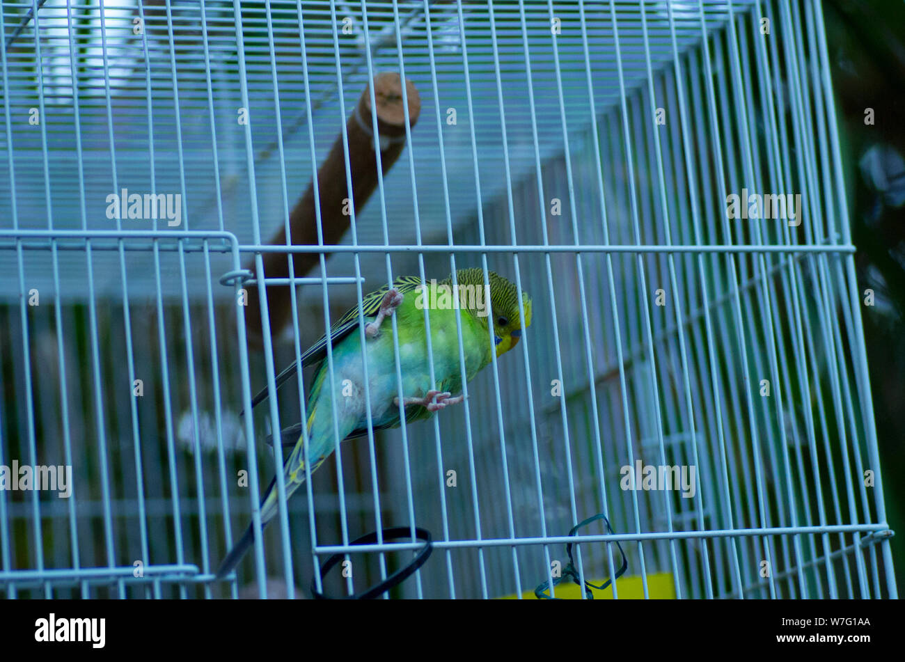 parrot in the cage Stock Photo - Alamy