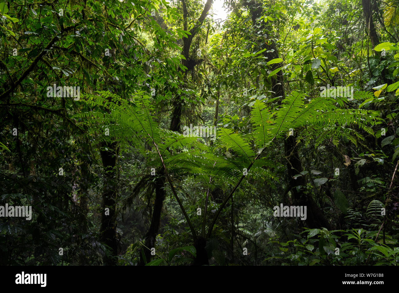 Cycadales hi-res stock photography and images - Alamy
