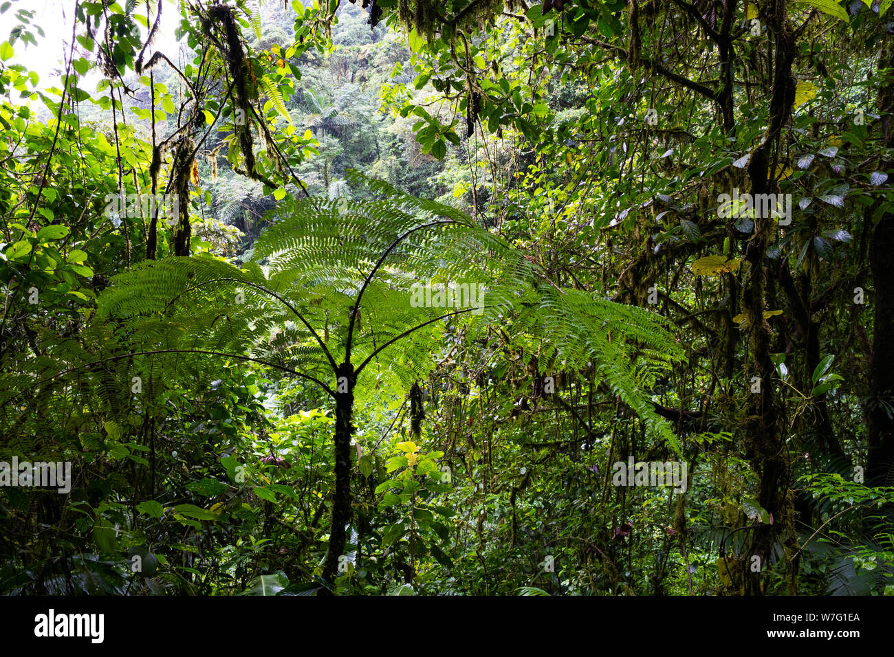 Cycad (Cycadales) in Mistico Arenal National Park, Alajuela Province ...