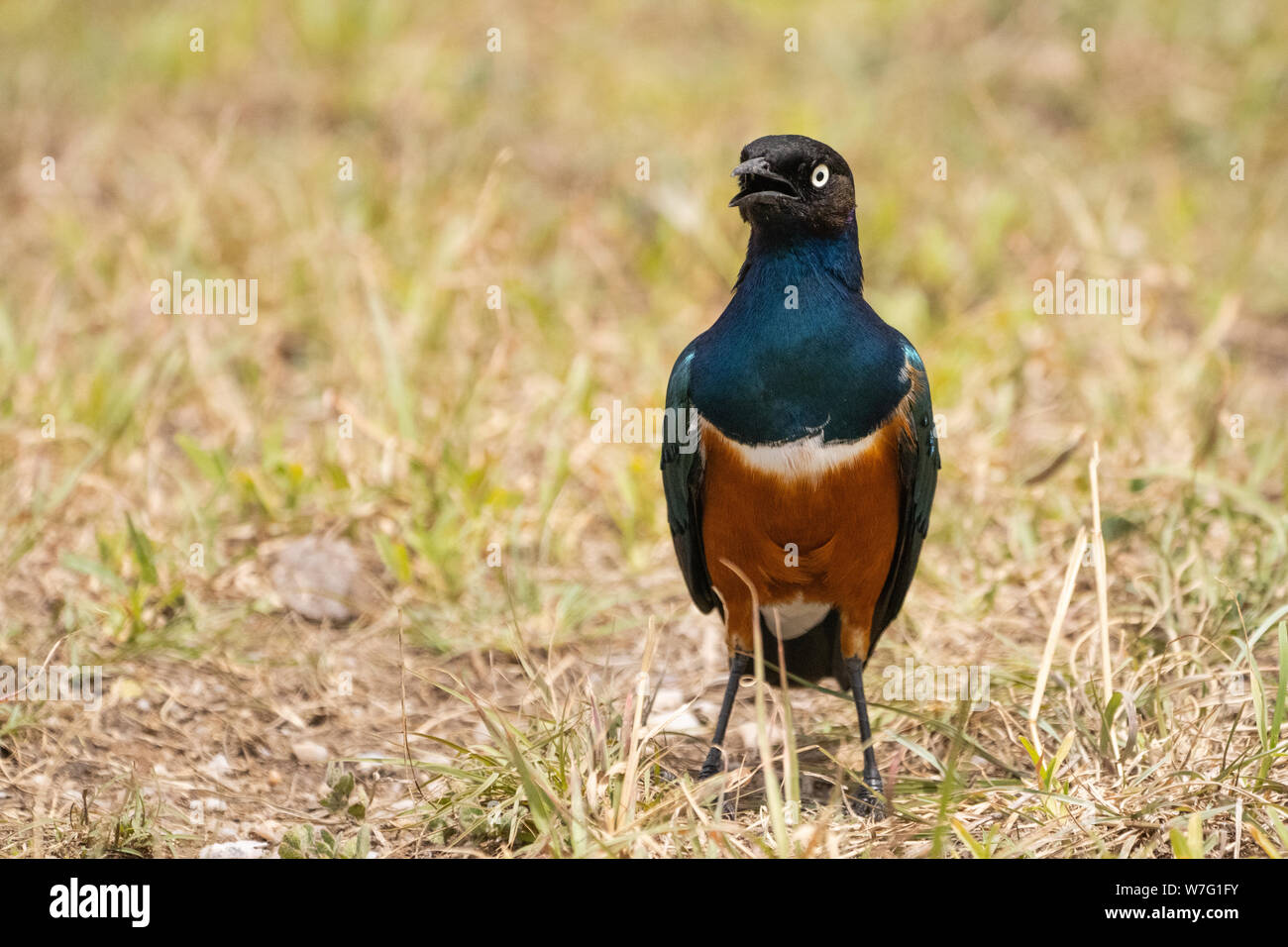 Superb starling (Lamprotornis superbus). Superb starlings are very ...