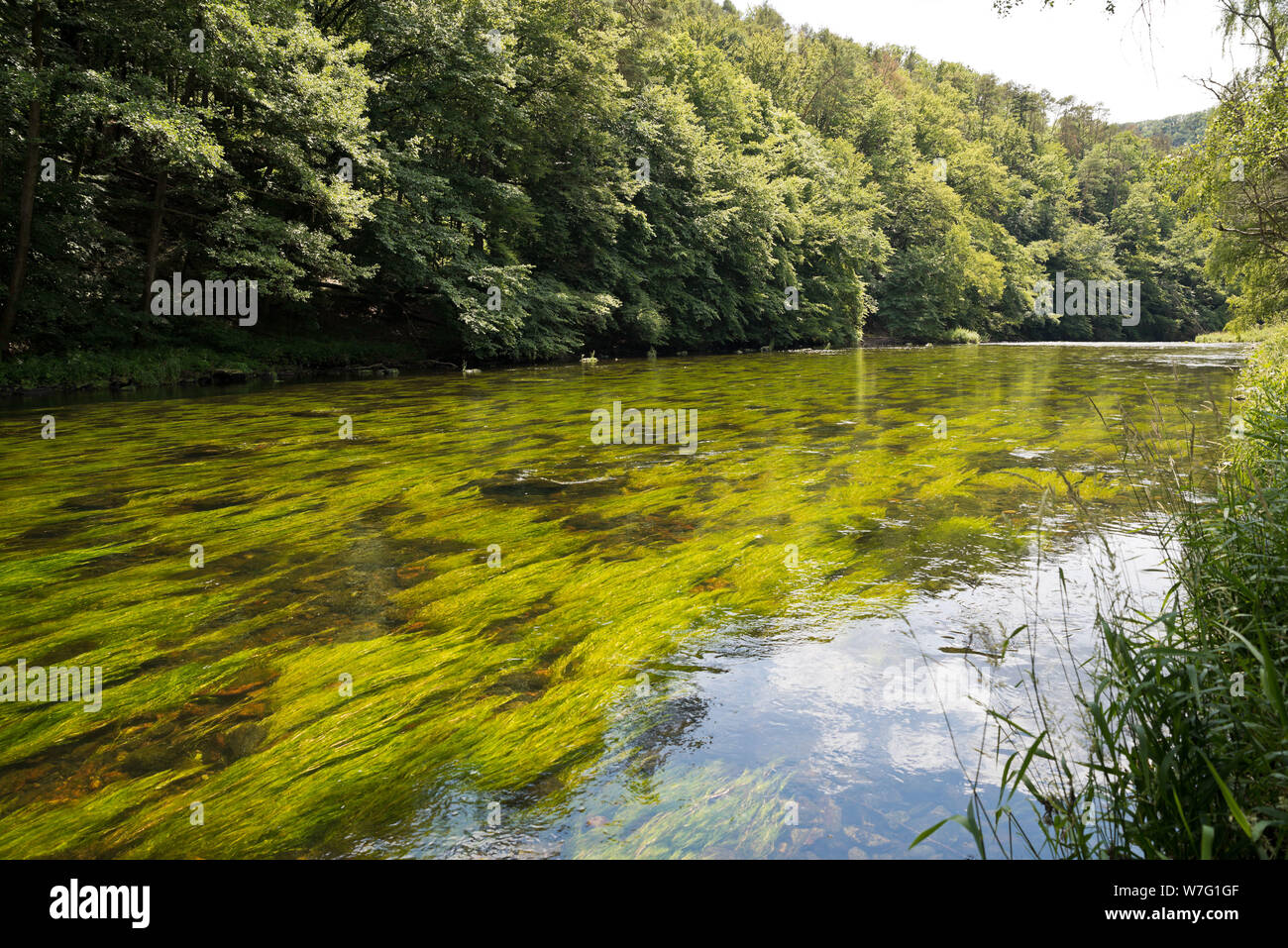 Plants forest water hi-res stock photography and images - Alamy