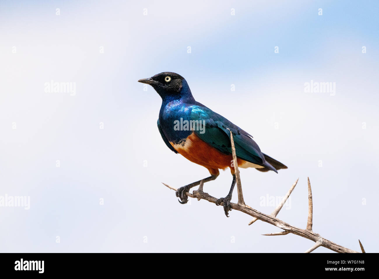 Superb starling (Lamprotornis superbus). Superb starlings are very ...
