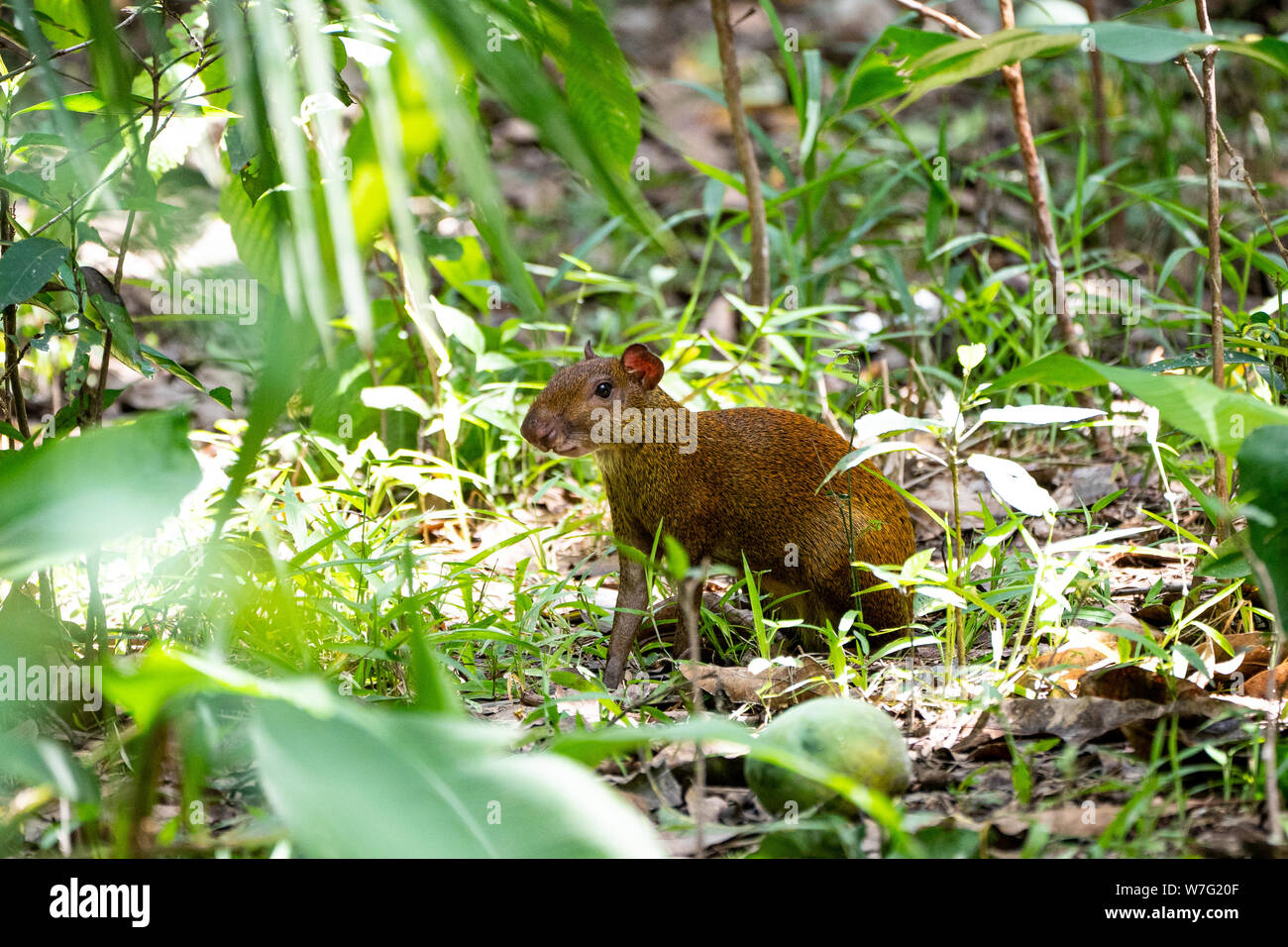 Agouti (Dasyprocta punctata Stock Photo - Alamy