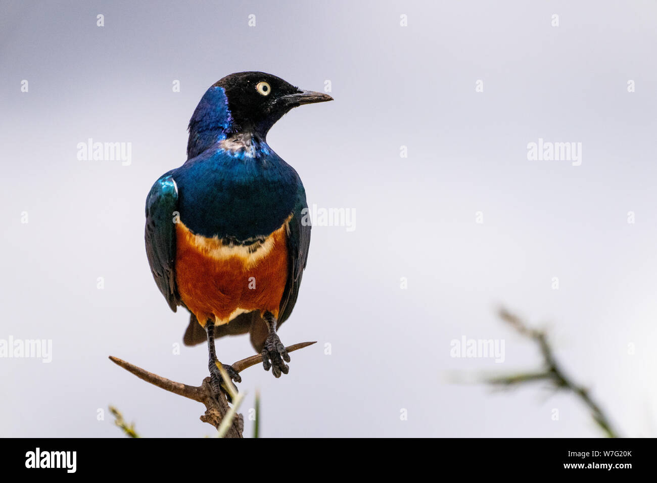 Superb starling (Lamprotornis superbus). Superb starlings are very ...