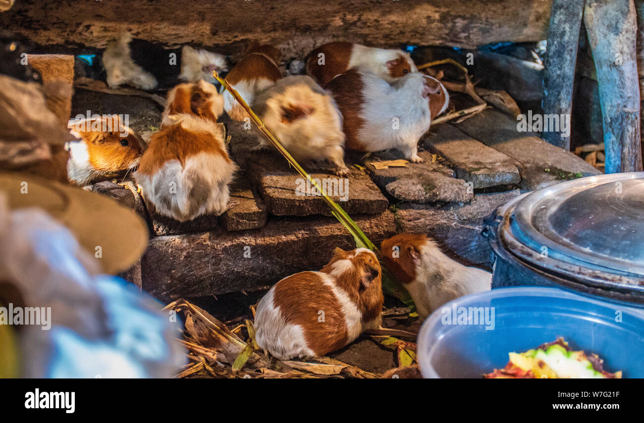 Cui-cui is served as a dish in Peru Stock Photo - Alamy